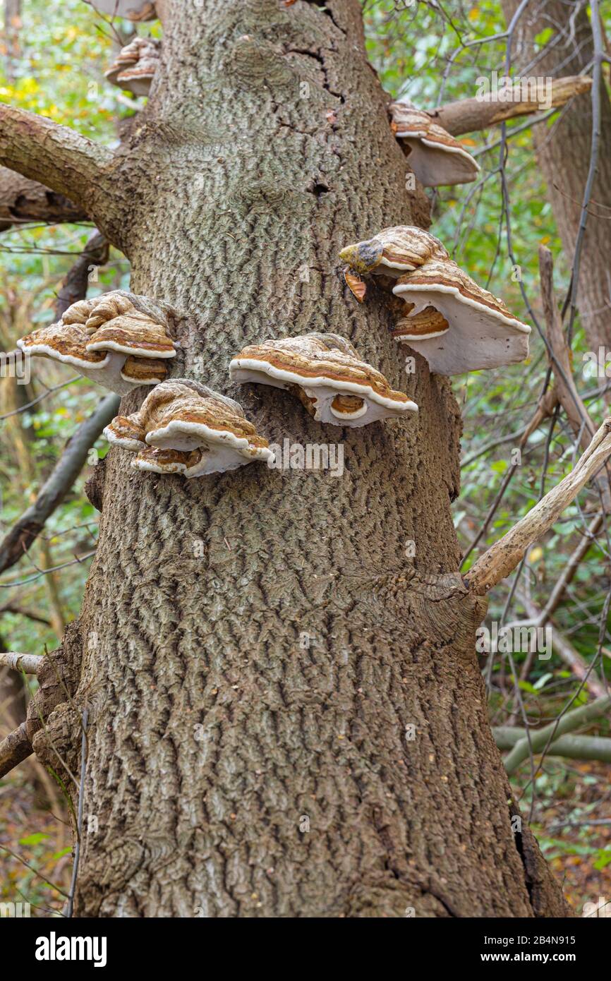 Tinder sponge (Fomes fomentarius Stock Photo - Alamy
