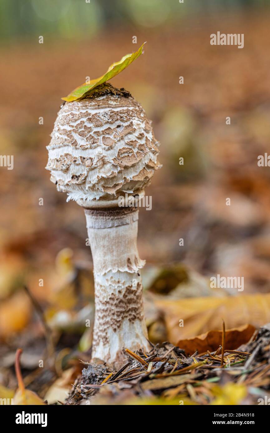 Shaggy parasol (Chlorophyllum rachodes Stock Photo - Alamy