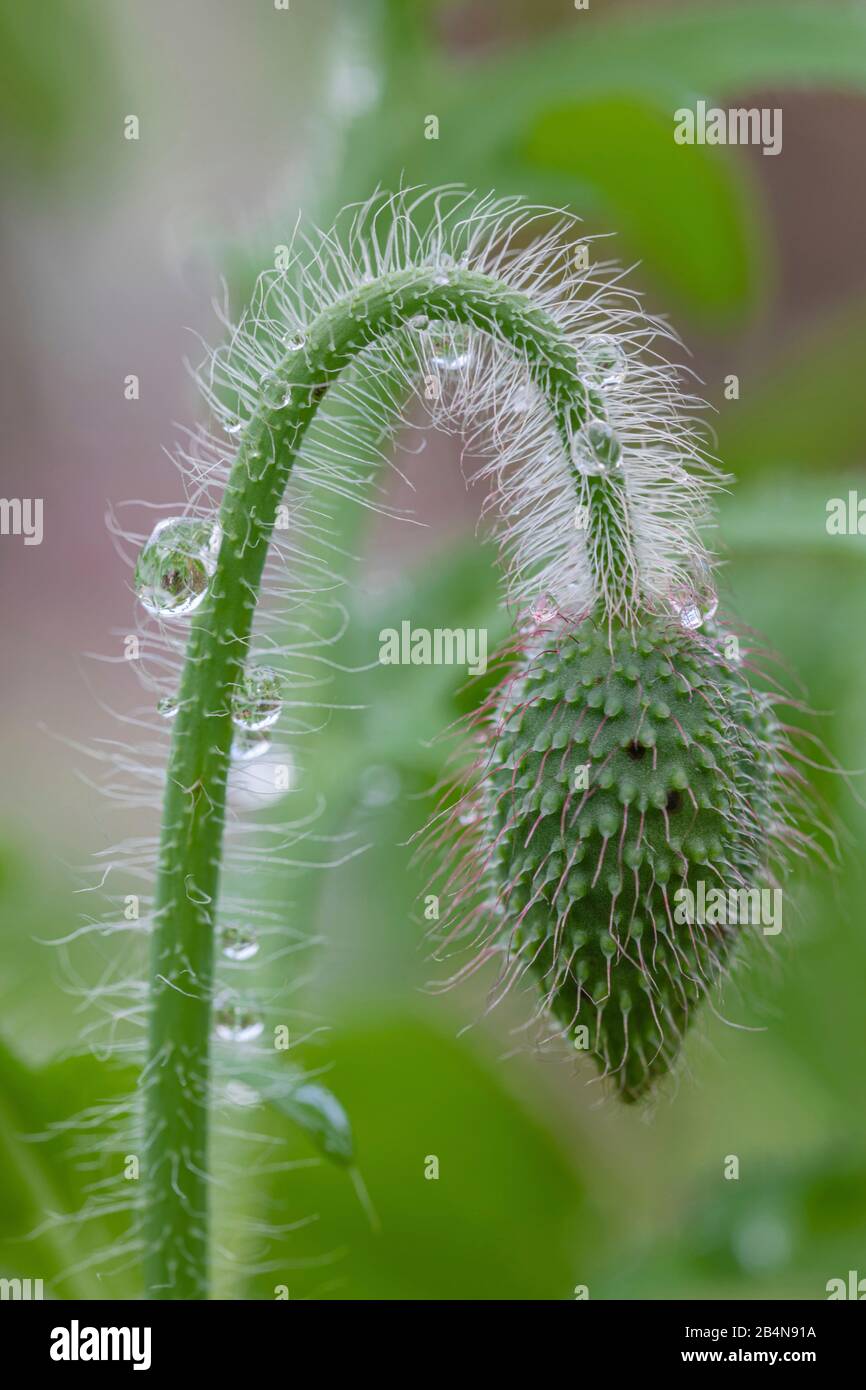 Buds of poppy hi-res stock photography and images - Alamy