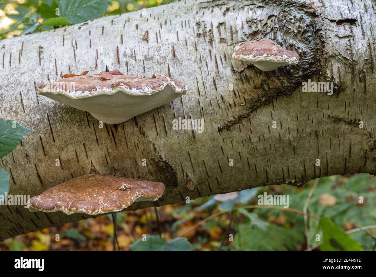 Birch pests hi-res stock photography and images - Alamy