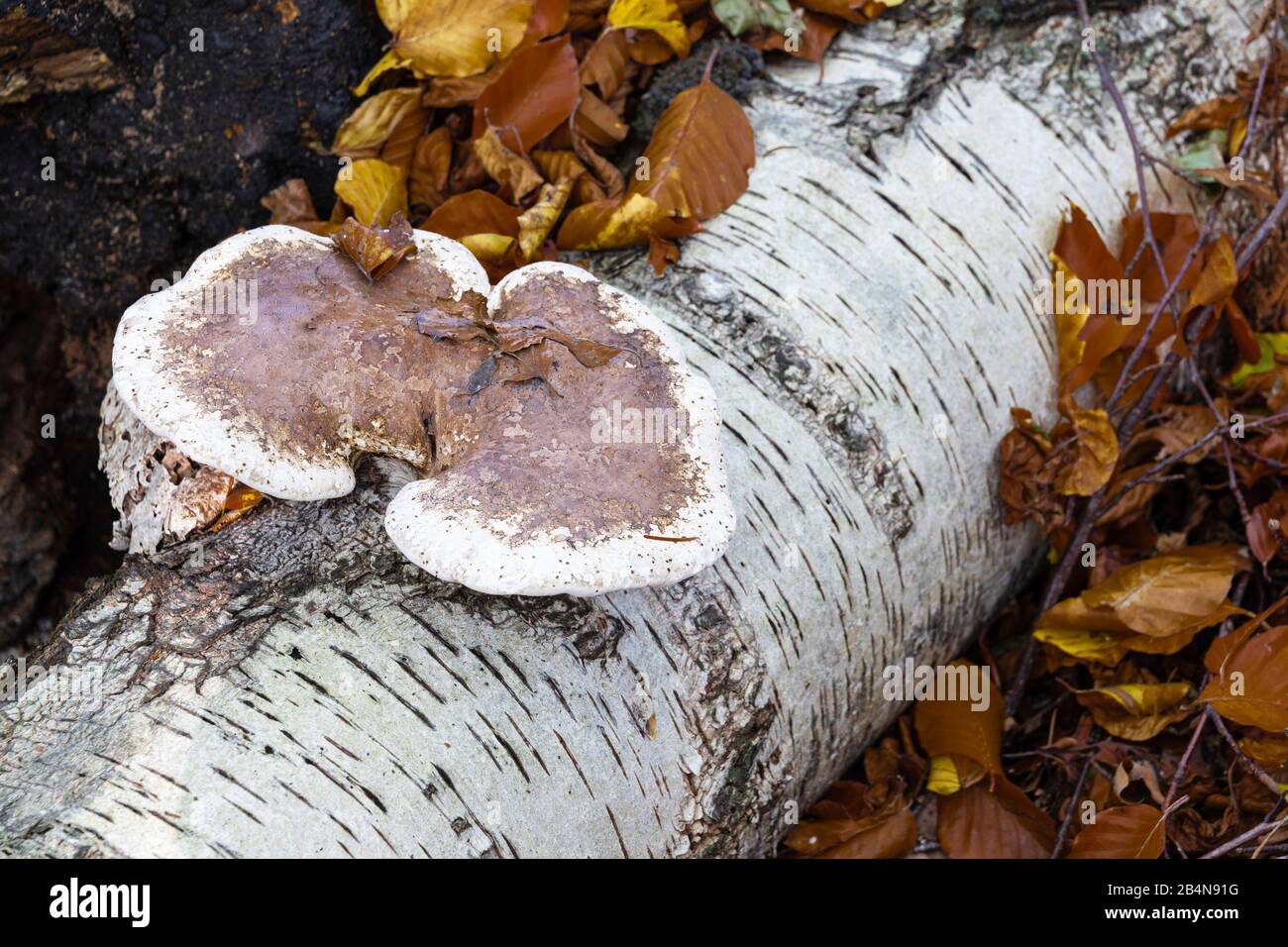Birch pests hi-res stock photography and images - Alamy