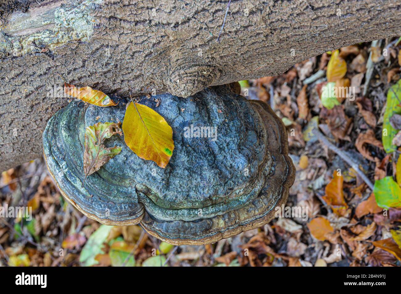 Plant sponge hi-res stock photography and images - Alamy