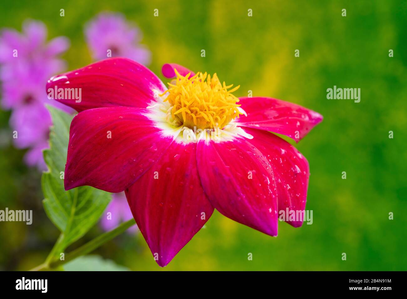 Mini dahlia in the garden Stock Photo - Alamy