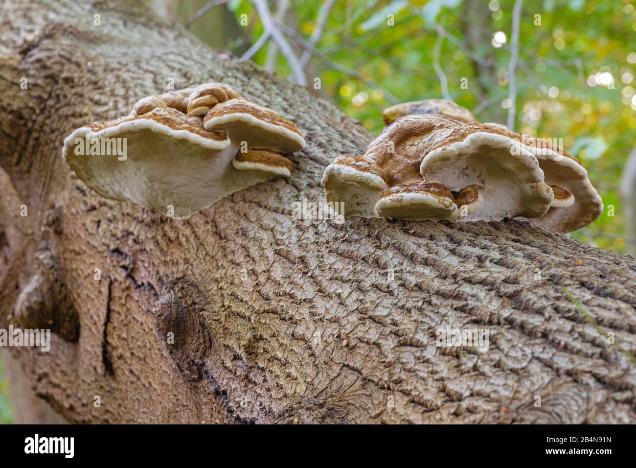 Tinder sponge (Fomes fomentarius Stock Photo - Alamy