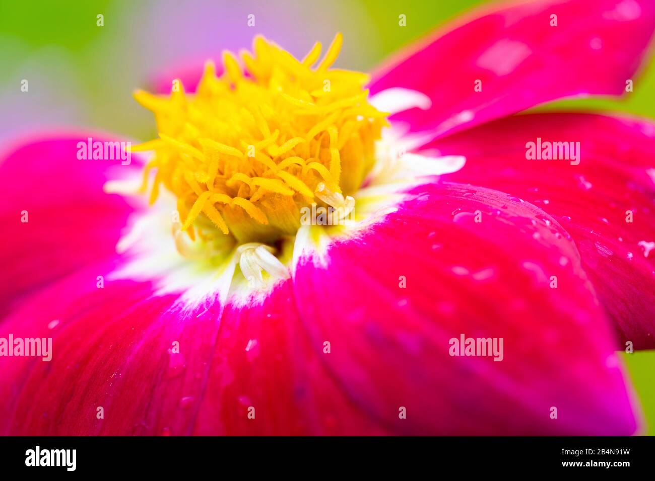Dahlia mini plants hi-res stock photography and images - Alamy