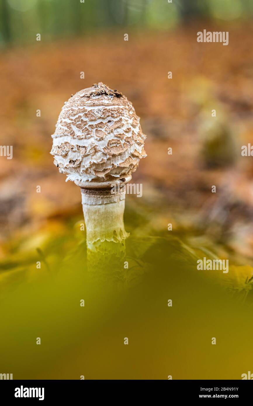 Chlorophyllum hi-res stock photography and images - Alamy