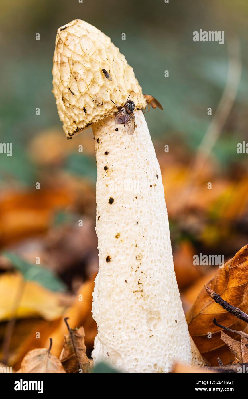 Fungus phallaceae stinkhorn mushroom hi-res stock photography and ...