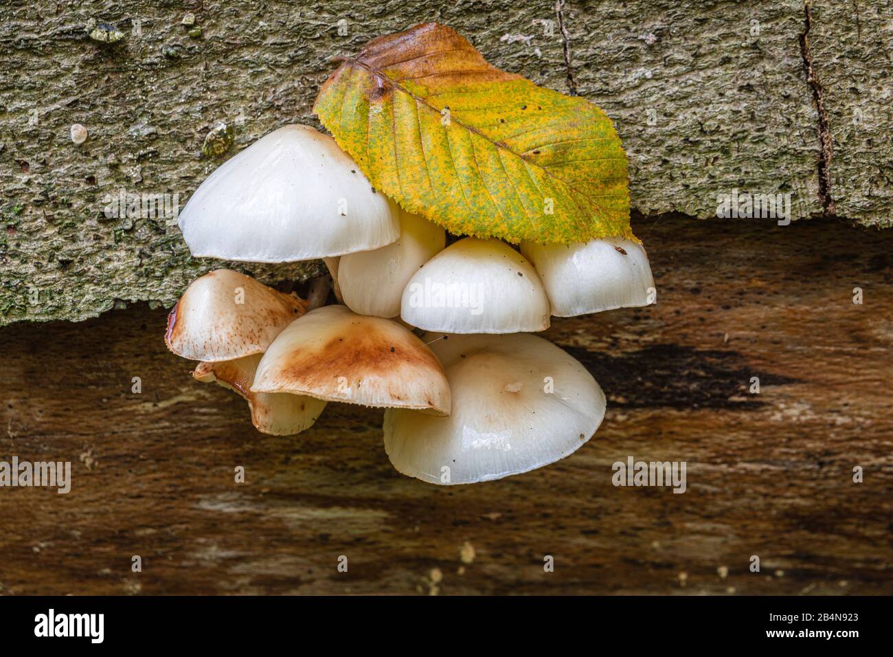 Fungi in the natural environment hi-res stock photography and images ...