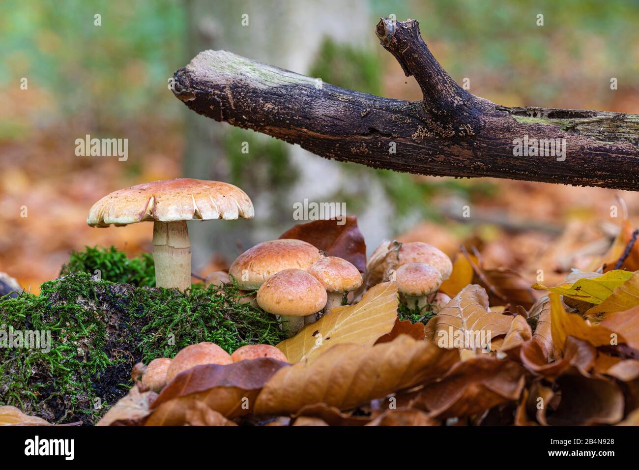 Fungal environment hi-res stock photography and images - Alamy