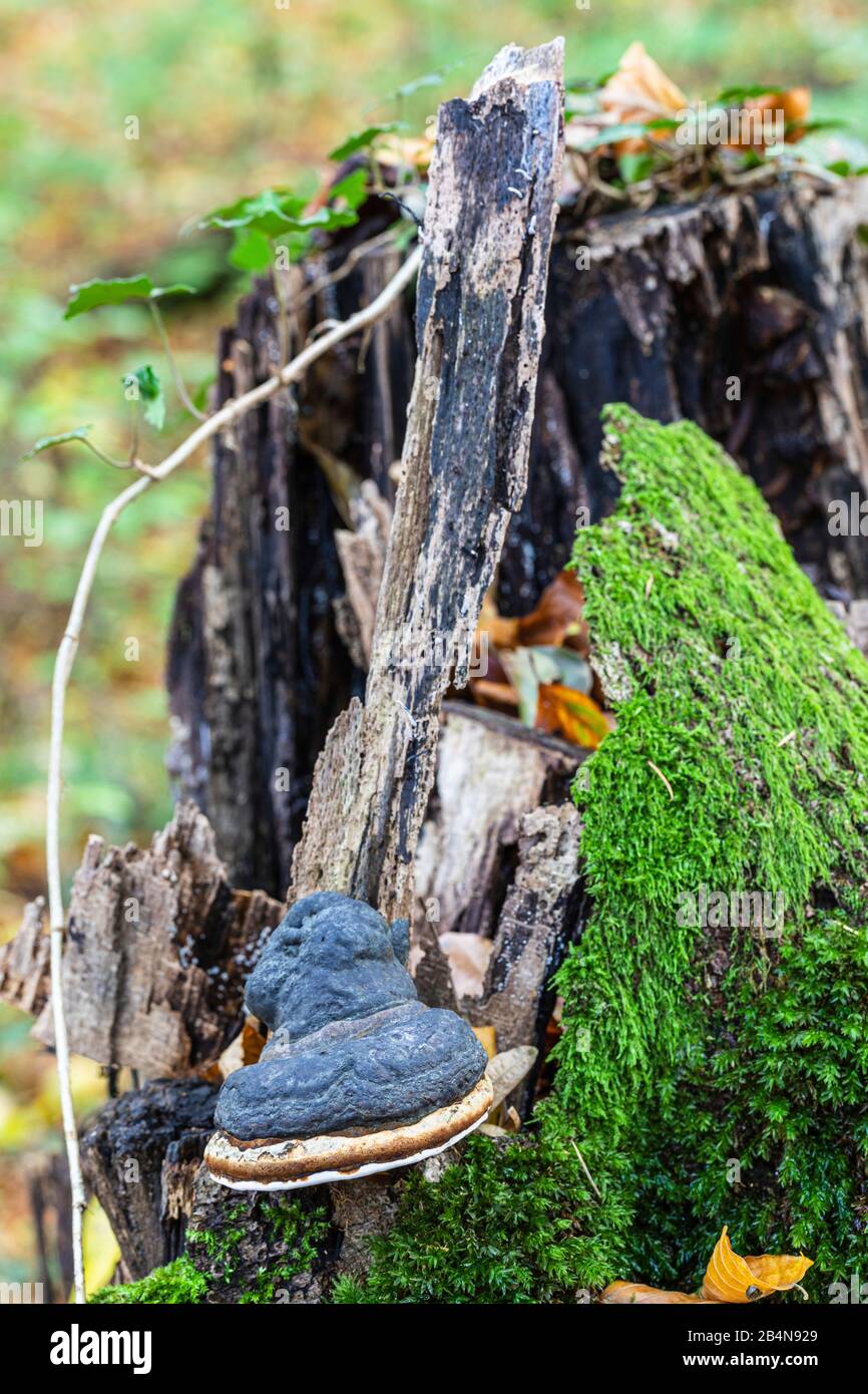 Fungi that grow on beech hi-res stock photography and images - Alamy