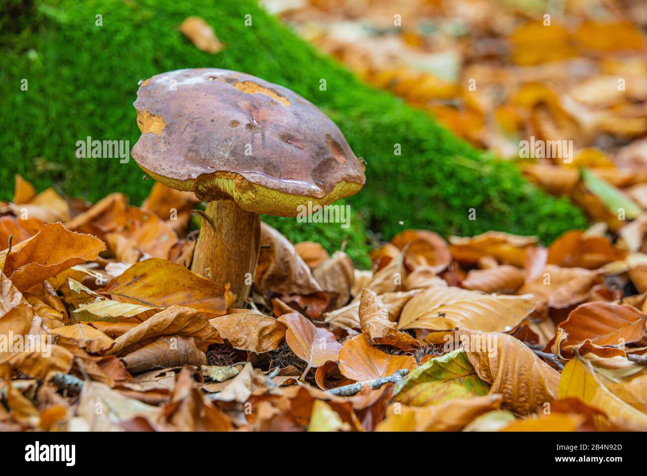 Boletus badius hi-res stock photography and images - Alamy