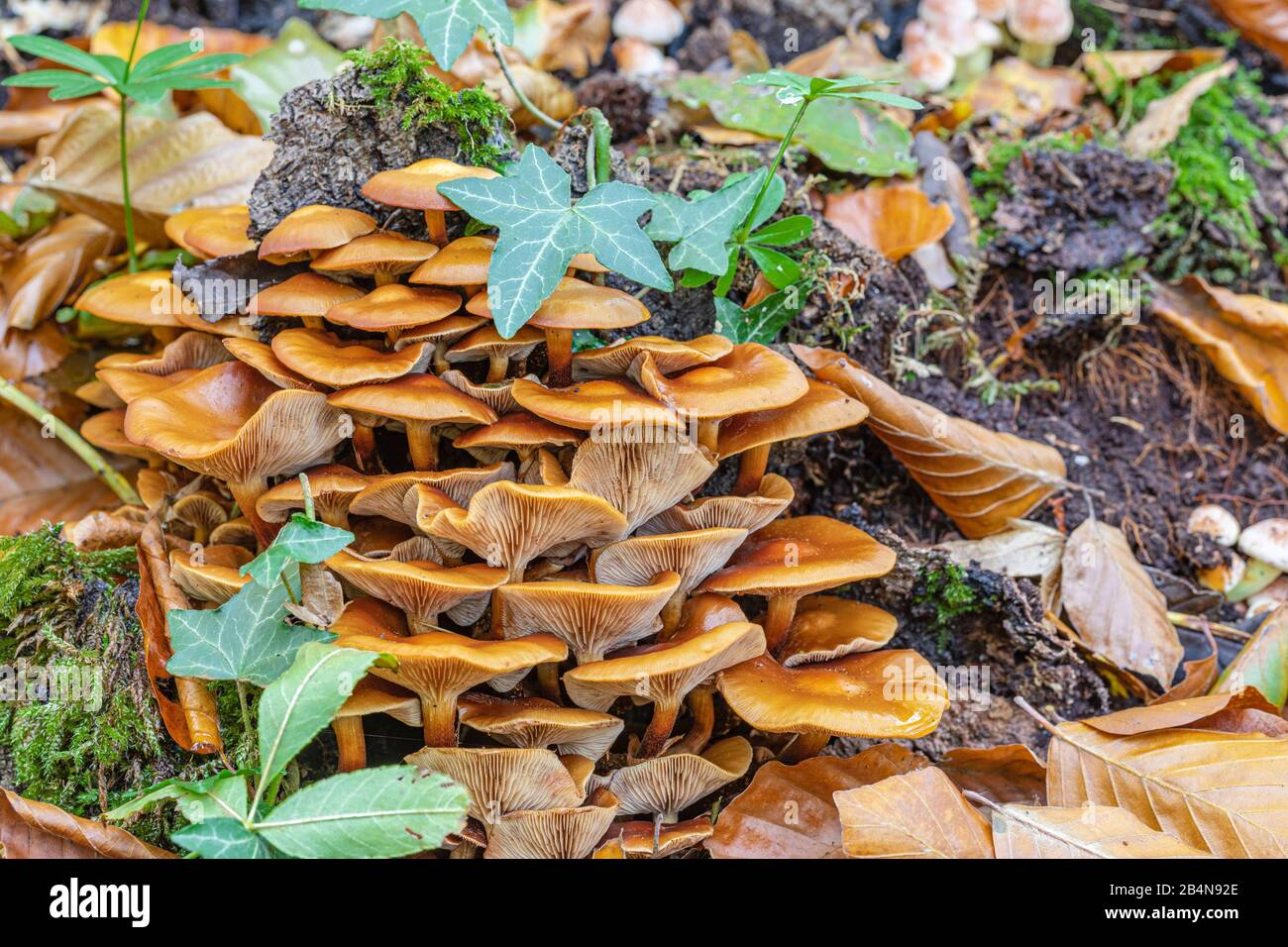 Mushrooms in the forest, group of mushrooms, natural environment Stock ...