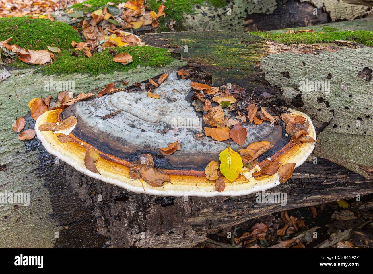 Tinder sponge (Fomes fomentarius) on dead wood Stock Photo - Alamy