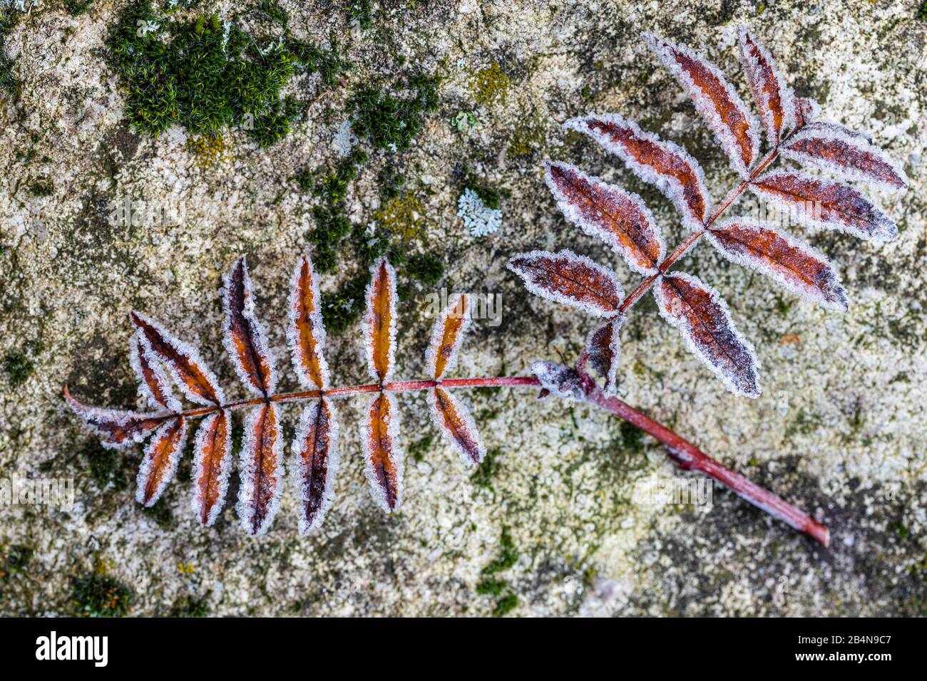 Mountain ash fall leaves hi-res stock photography and images - Alamy