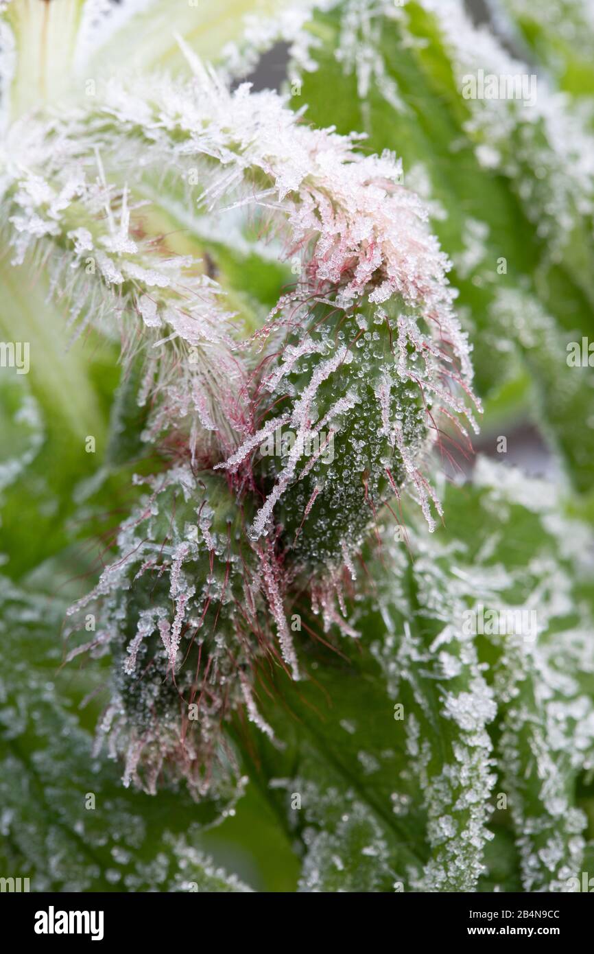 Poppy fruit hi-res stock photography and images - Alamy