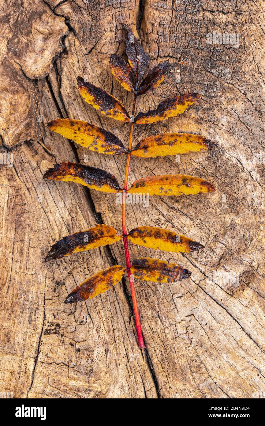Autumn colors on cherry hi-res stock photography and images - Alamy