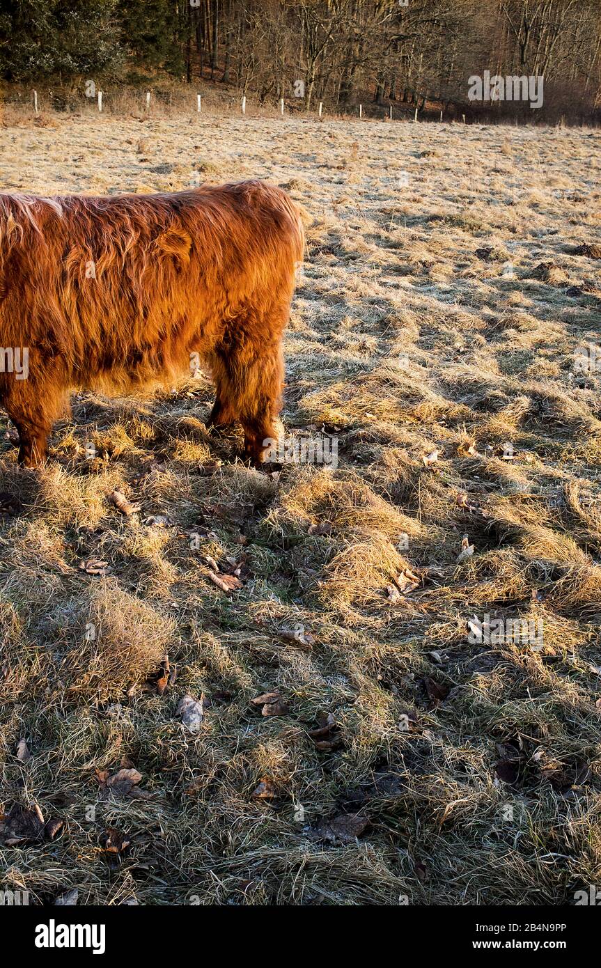 Beef on pasture Stock Photo - Alamy