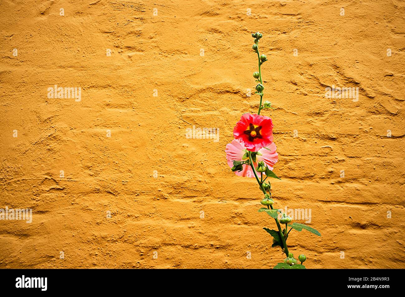 Brick flower hi-res stock photography and images - Alamy