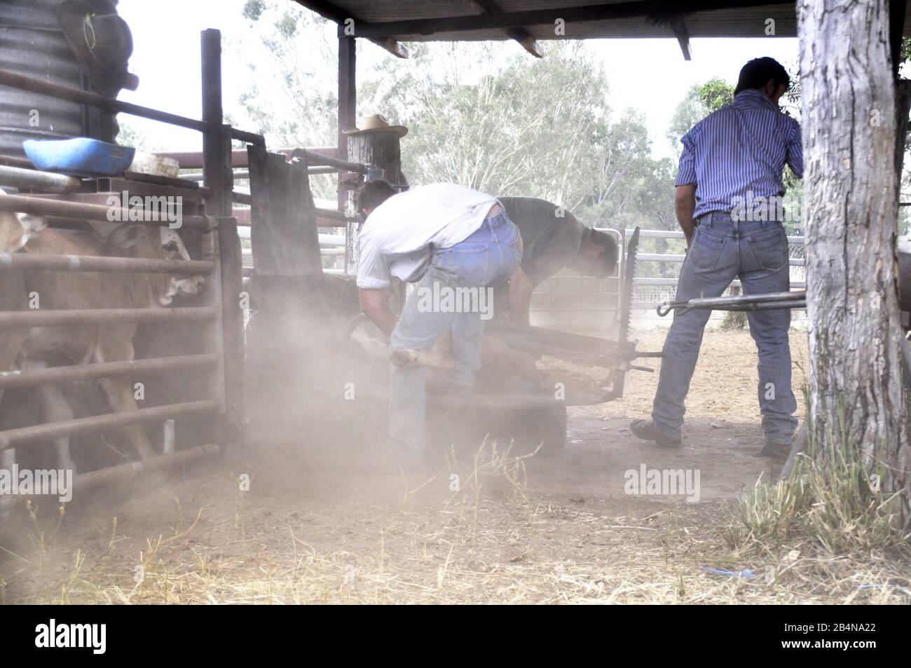 CATTLE STATION / RANCH WORK Stock Photo - Alamy