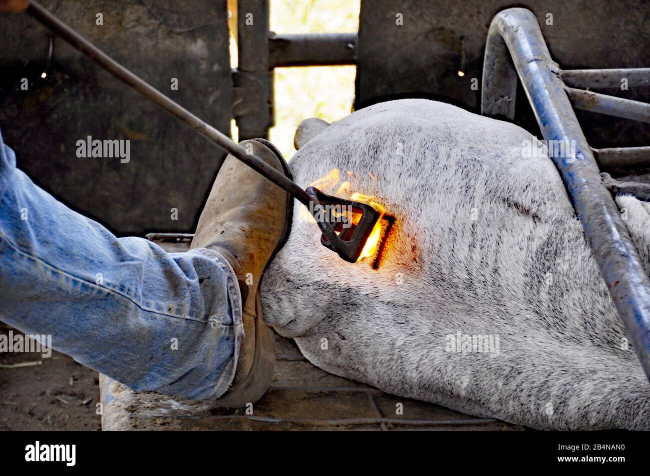 CATTLE STATION / RANCH WORK Stock Photo - Alamy