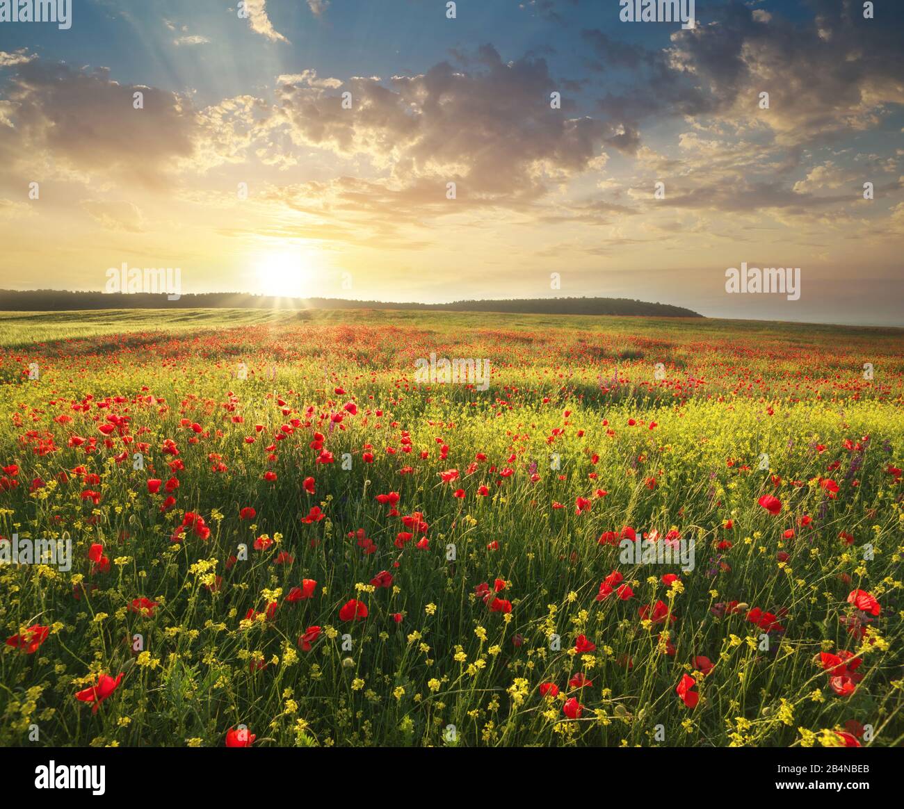 Spring flowers in meadow. Beautiful landscapes Stock Photo - Alamy