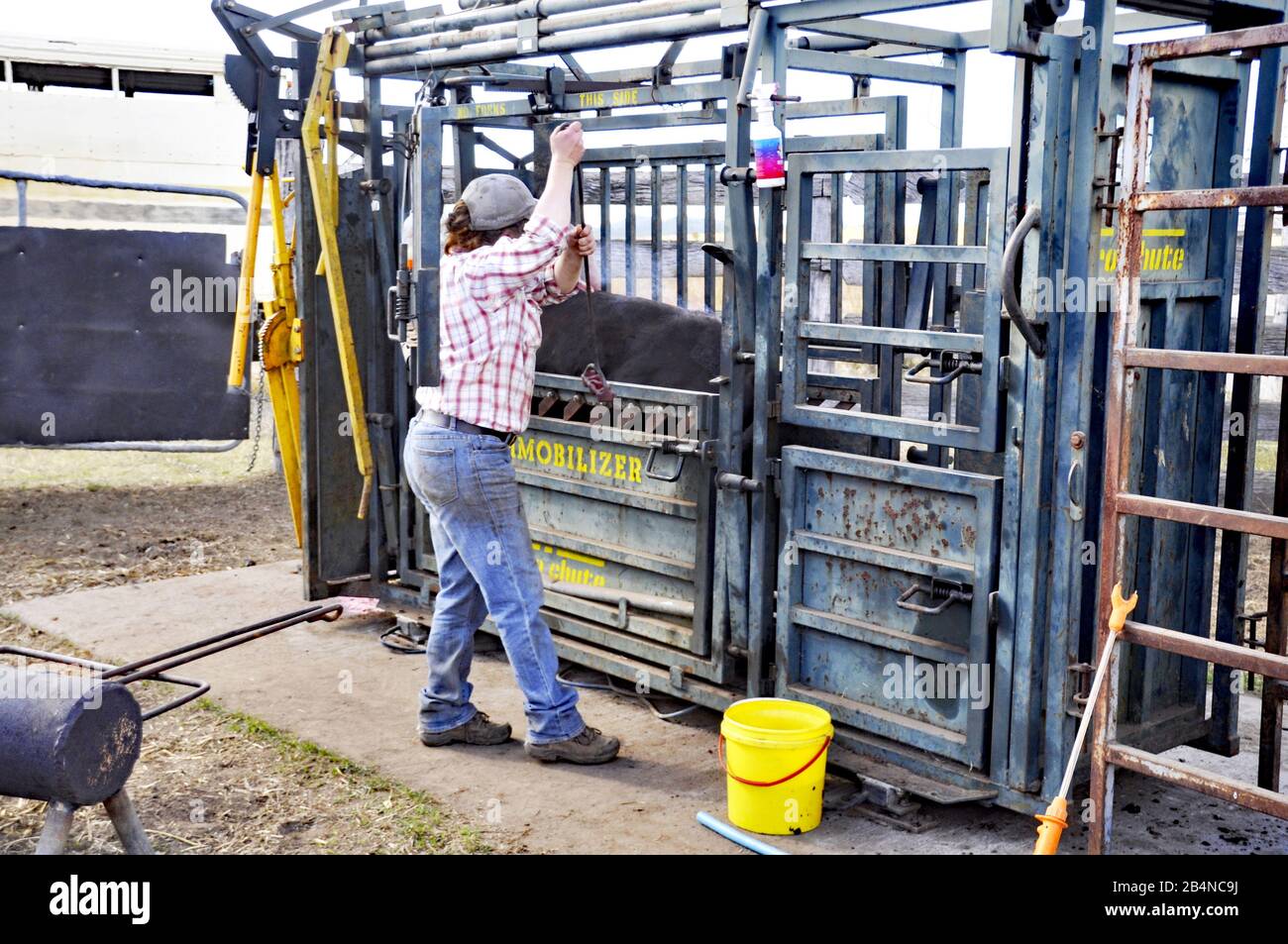 Women branding cattle on an australian cattle station hi-res stock ...