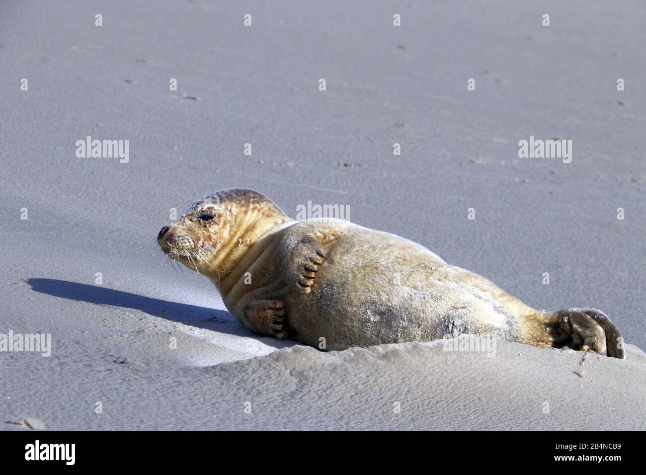 St. Peter Ording, Germany. 01st Mar, 2020. A sick seal is lying on the ...