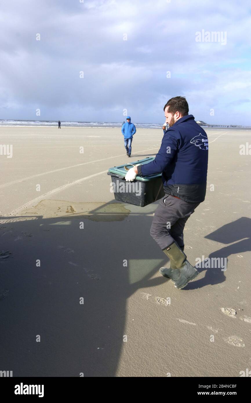 Sick seal on beach hi-res stock photography and images - Alamy
