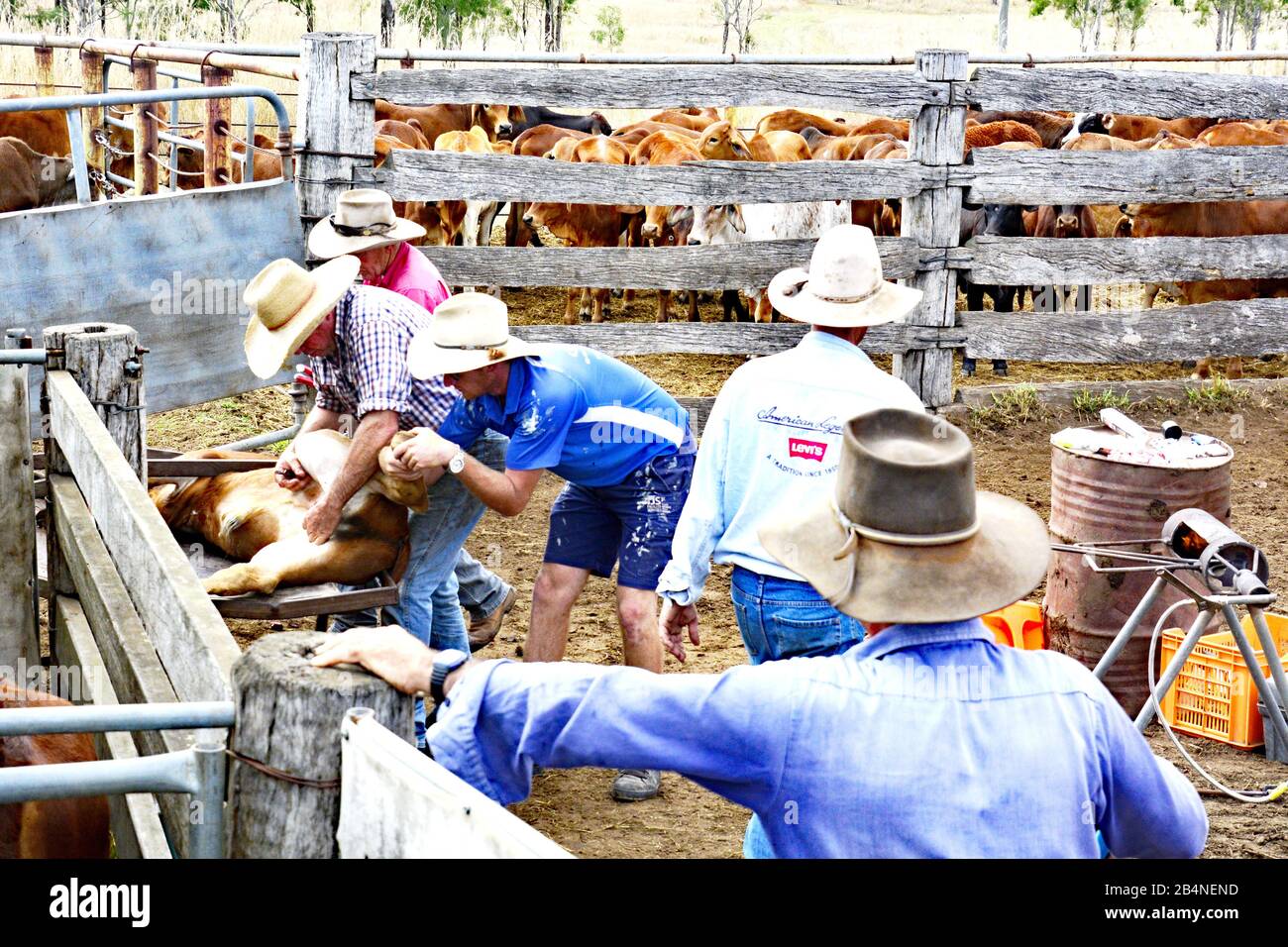 CATTLE STATION / RANCH WORK Stock Photo - Alamy