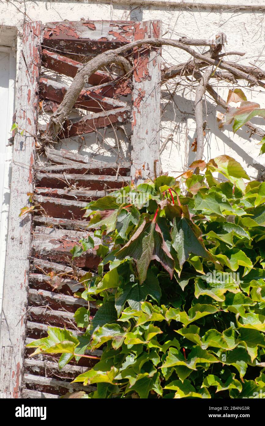 Overgrown vine leaves hi-res stock photography and images - Alamy