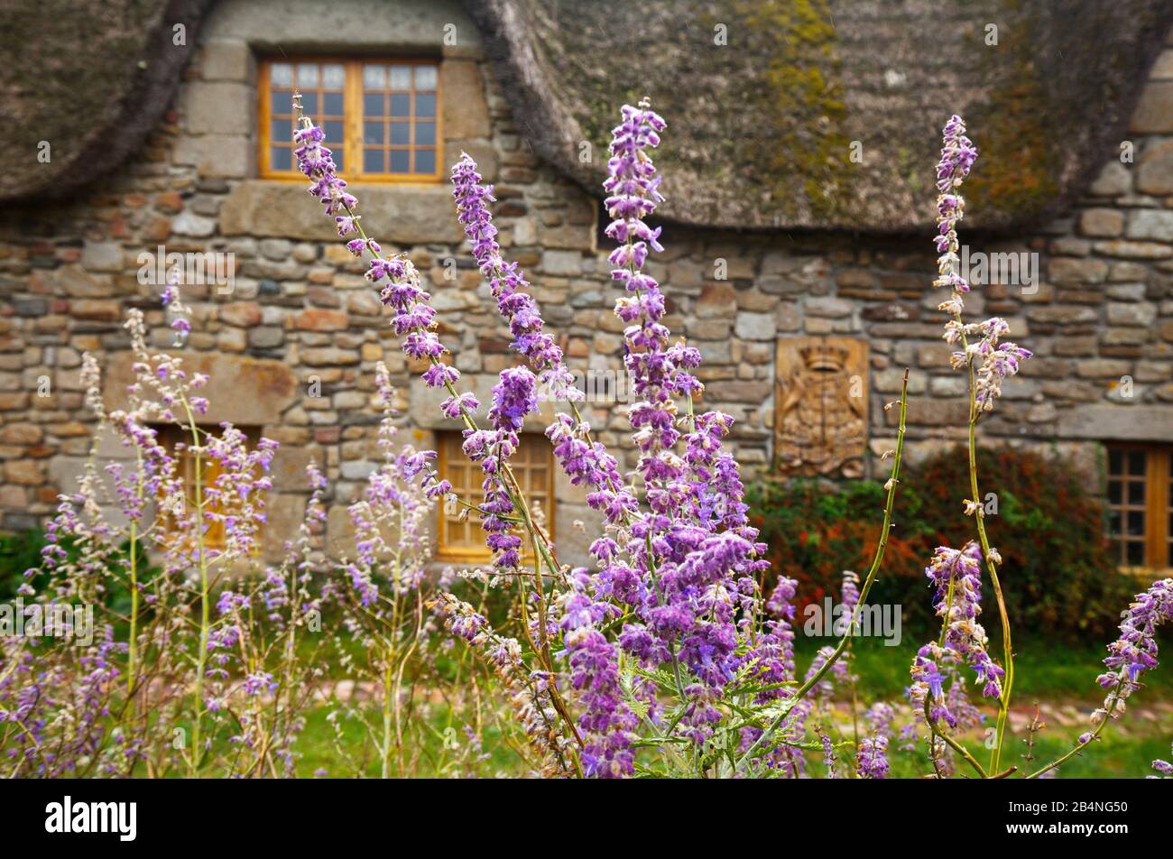 Sablei plant in front of rustic stone cottage with thatched roof ...