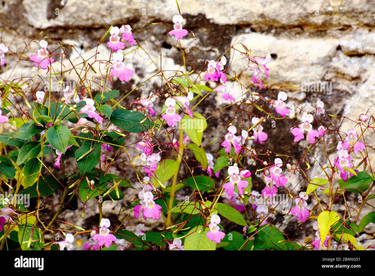 Old manor hi-res stock photography and images - Alamy