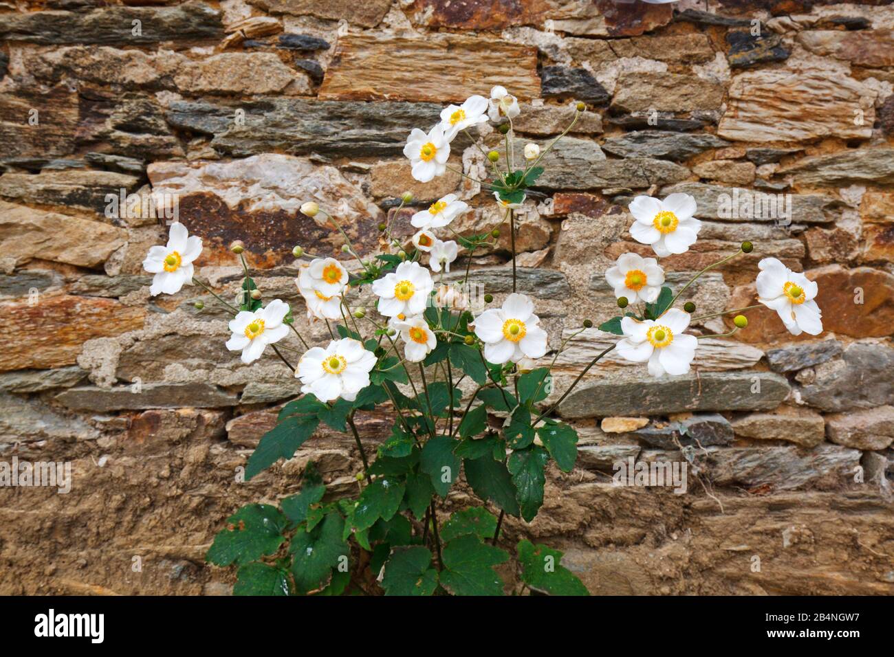 Blooming autumn anemone in front of rustic dry stone wall Stock Photo ...