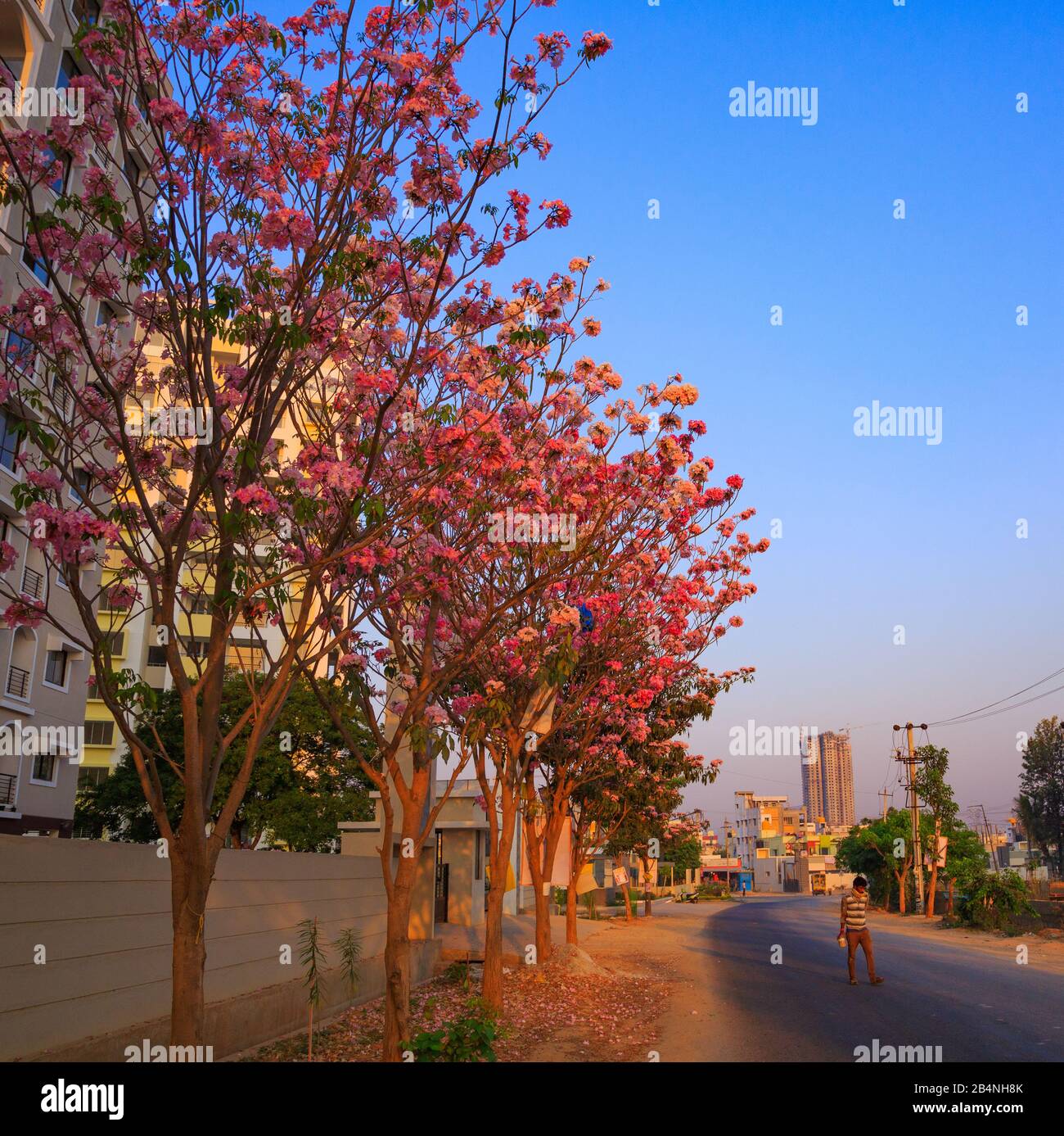 A Street In Bangalore City Flanked By Beautiful Jacaranda Trees With Pink Flowers