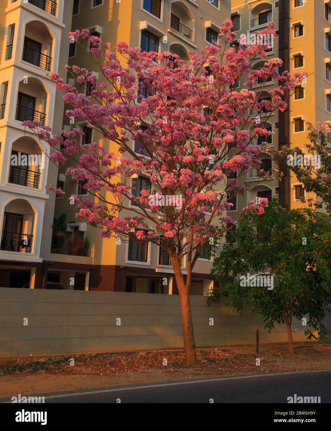 A street in Bangalore City flanked by beautiful Jacaranda trees with ...
