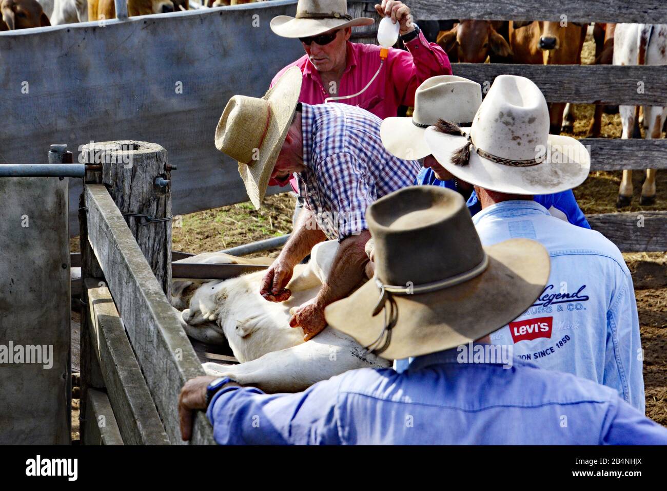 CATTLE STATION / RANCH WORK Stock Photo - Alamy