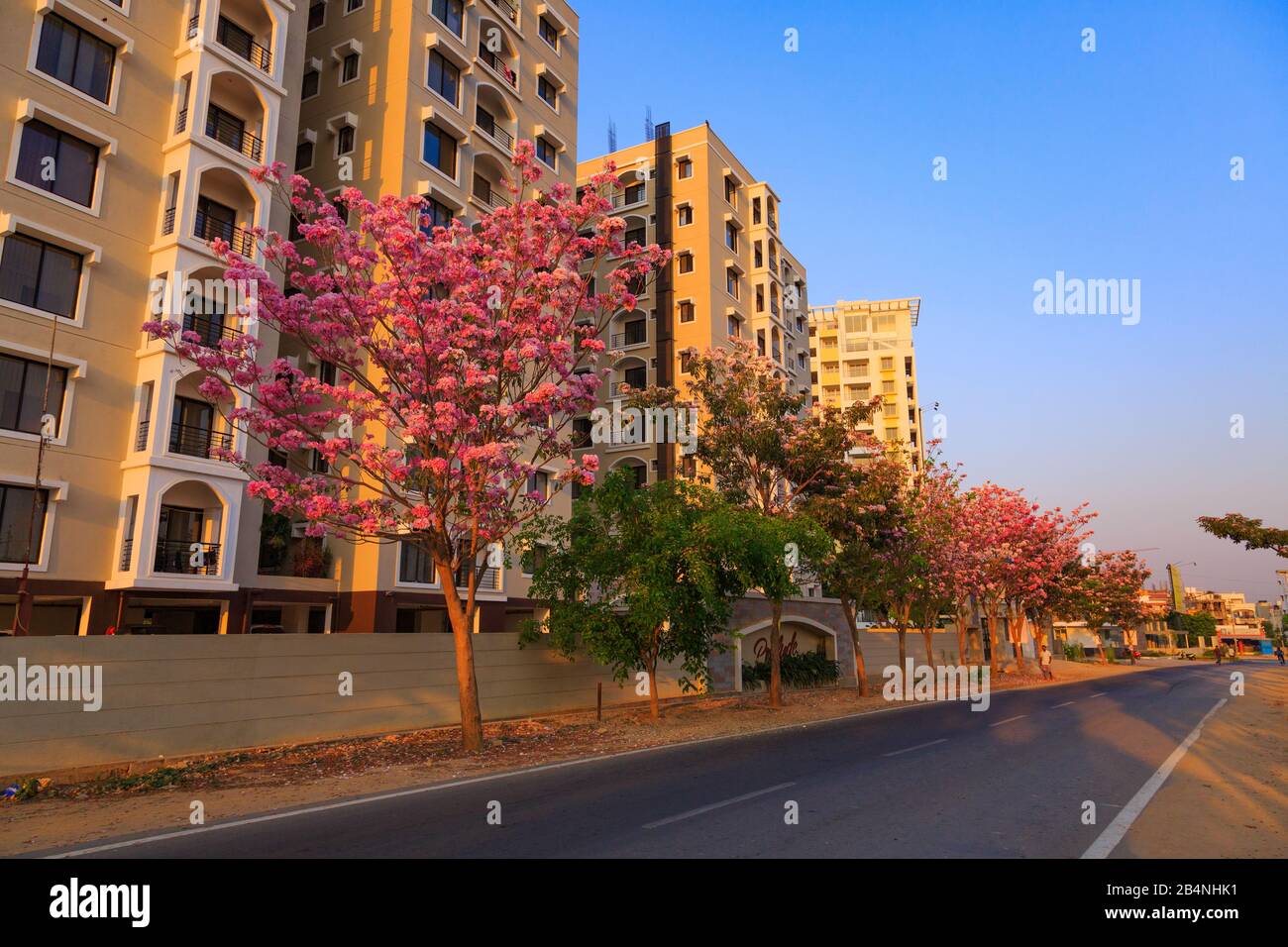 A street in Bangalore City flanked by beautiful trees with Pink flowers ...