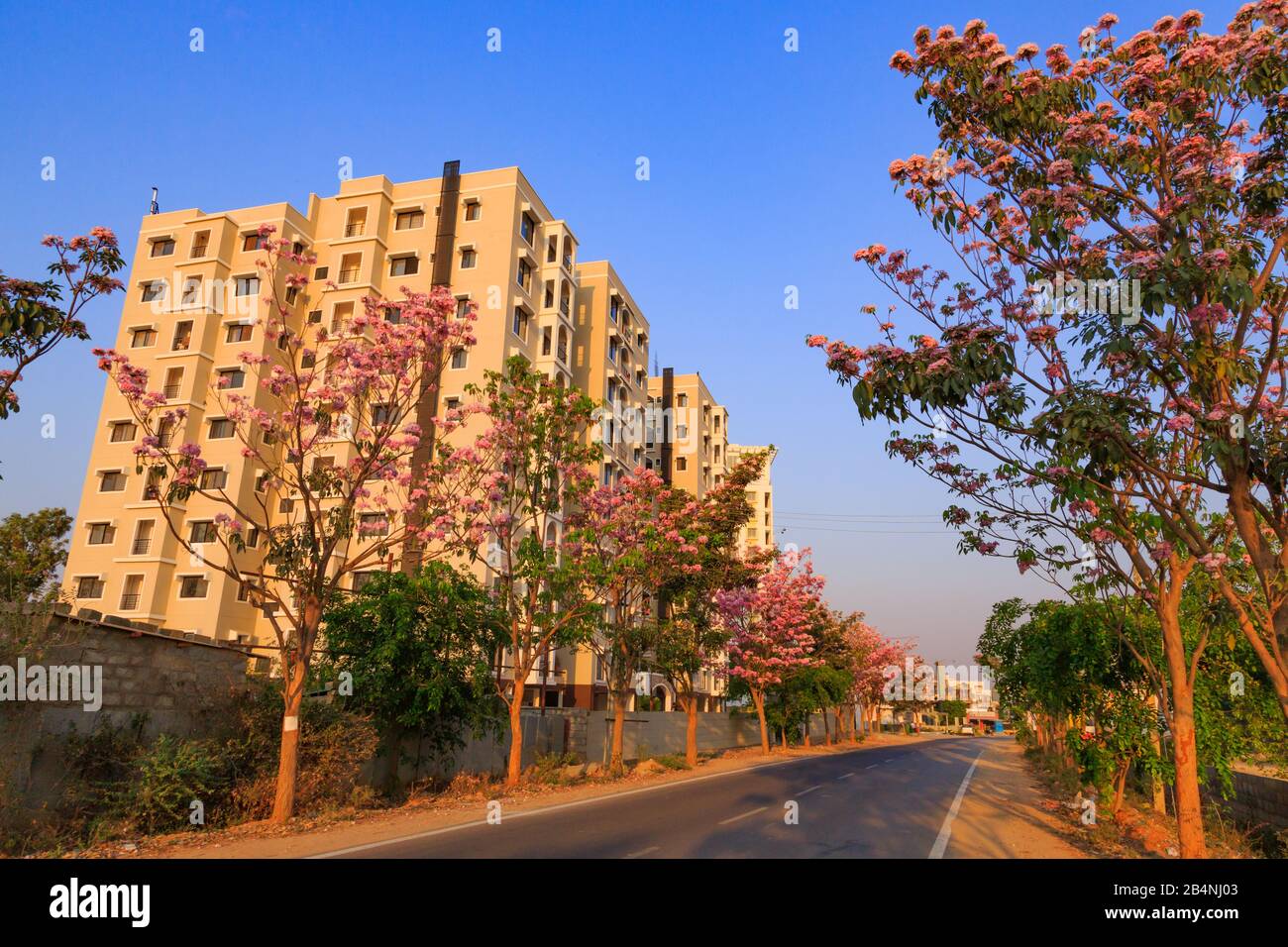 A street in Bangalore City flanked by beautiful trees with Pink flowers ...
