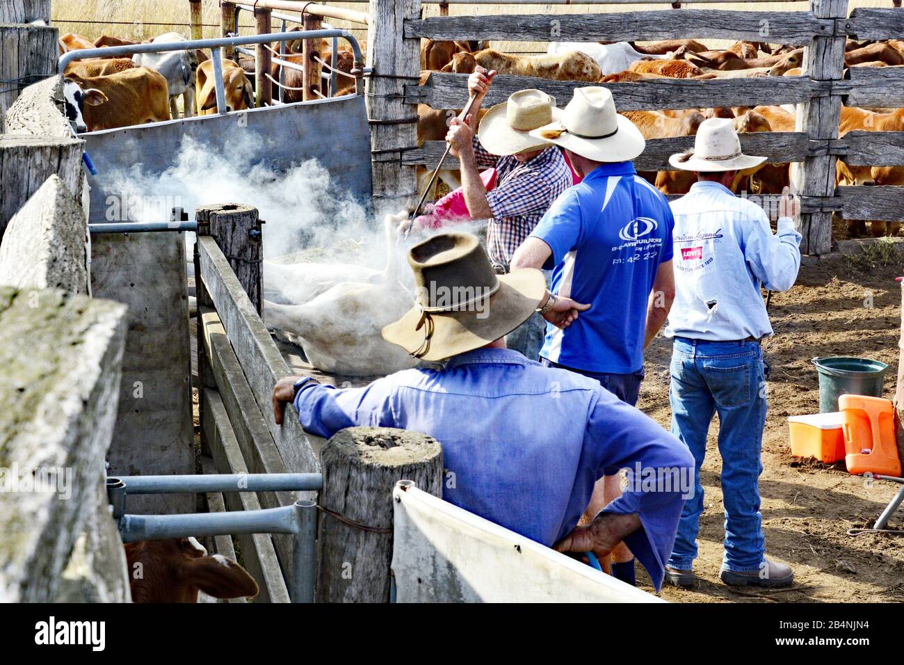 CATTLE STATION / RANCH WORK Stock Photo - Alamy