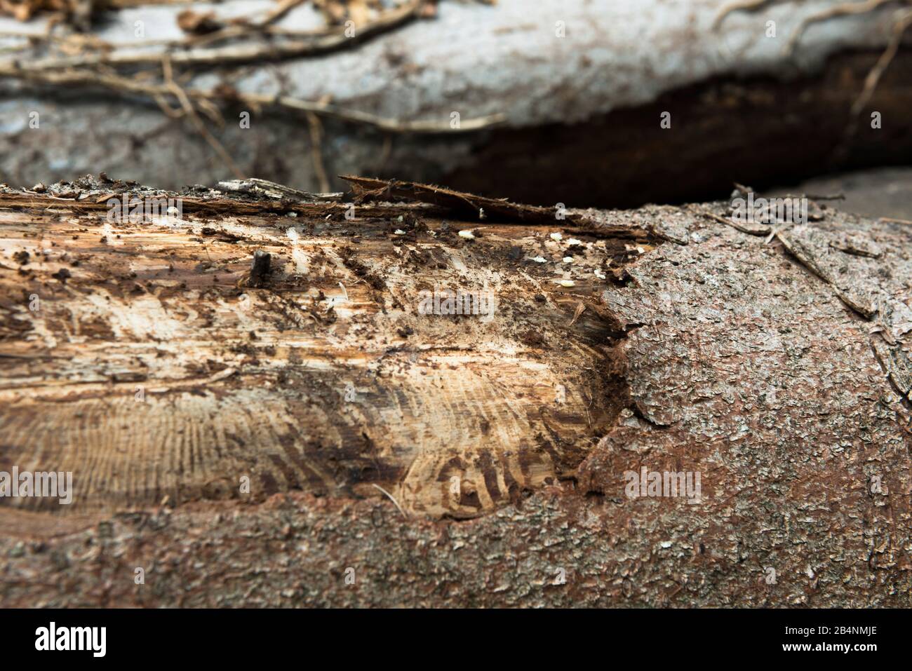 Bark beetle, bark beetle infestation, logs, spruce, letterpress ...