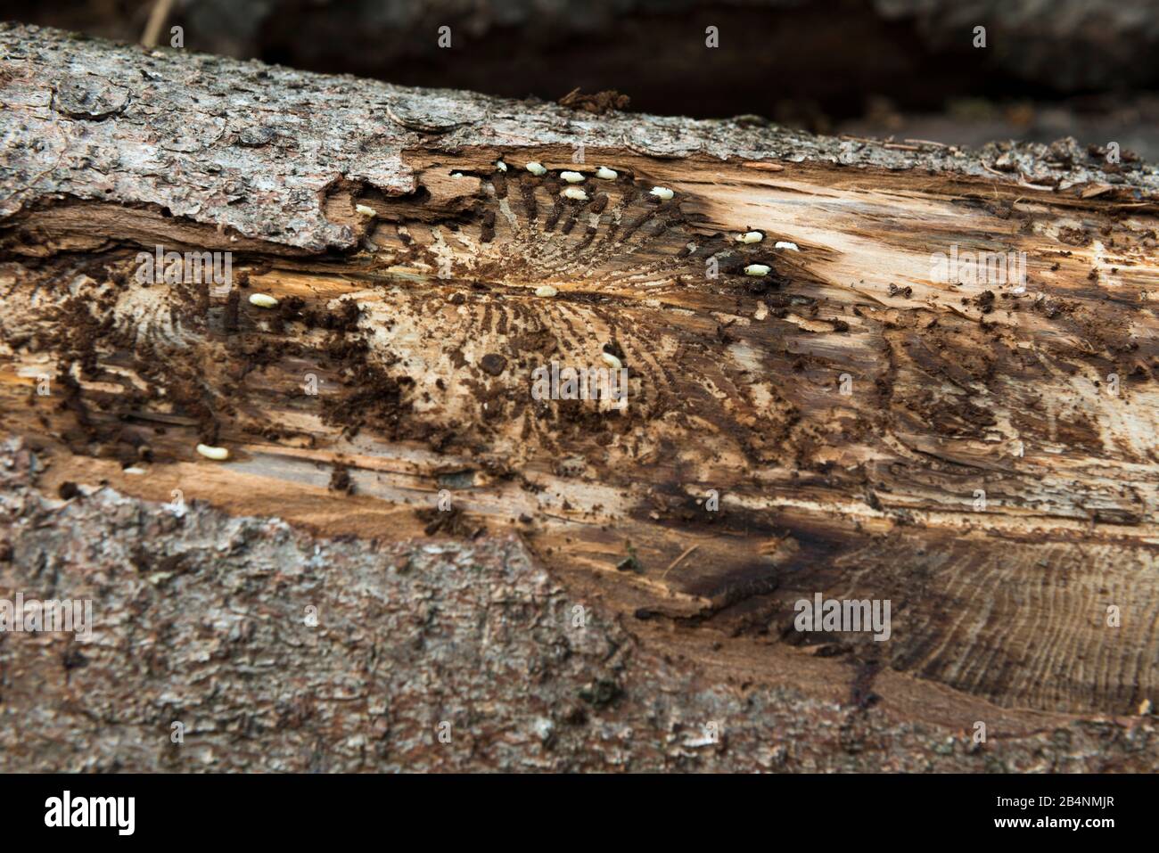 Bark beetle, bark beetle infestation, logs, spruce, letterpress ...