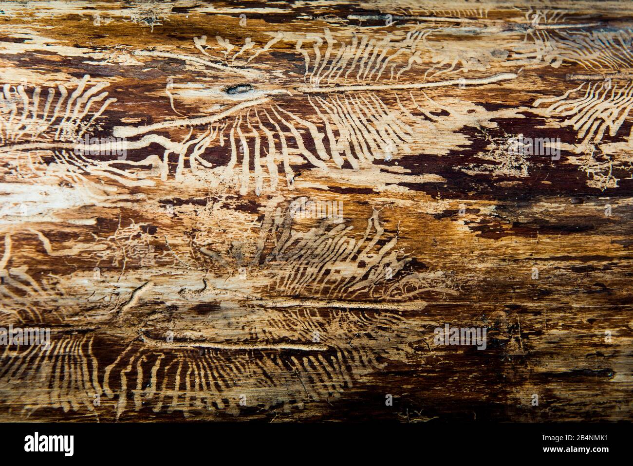 Bark beetle, bark beetle infestation, logs, spruce, letterpress ...