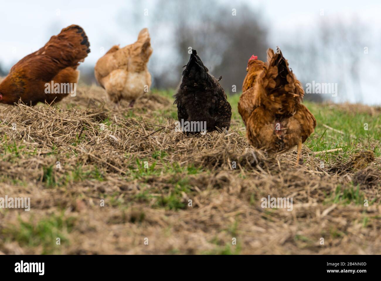 Poultry farm for breeding chickens hi-res stock photography and images ...