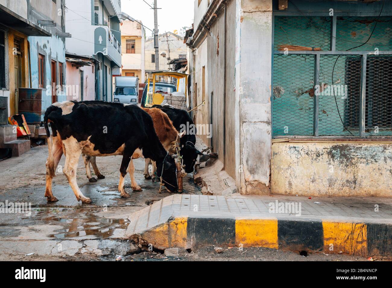 Holy cow mysore hi-res stock photography and images - Alamy