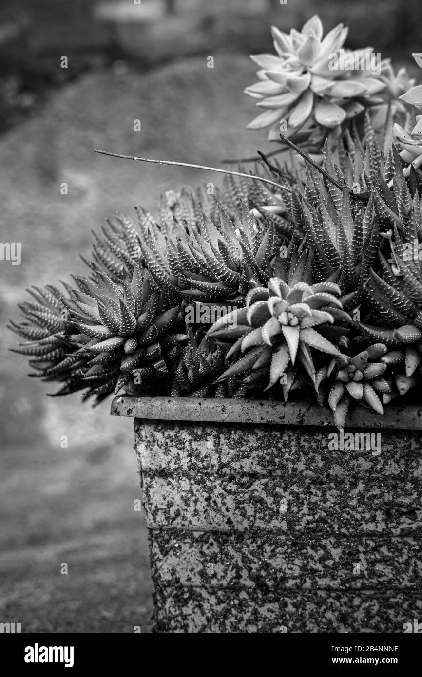 Succulent home plant in Black and White Stock Photos & Images - Alamy