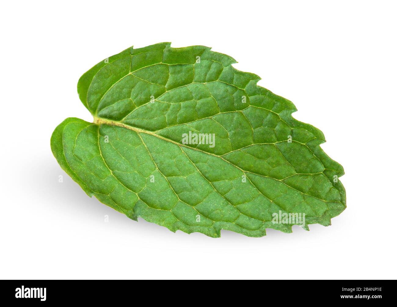 pepper mint isolated on white, mint clipping path all focus Stock Photo ...
