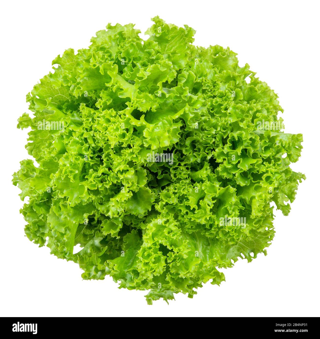 Lettuce isolated on white,lettuce clipping path top view all focus ...
