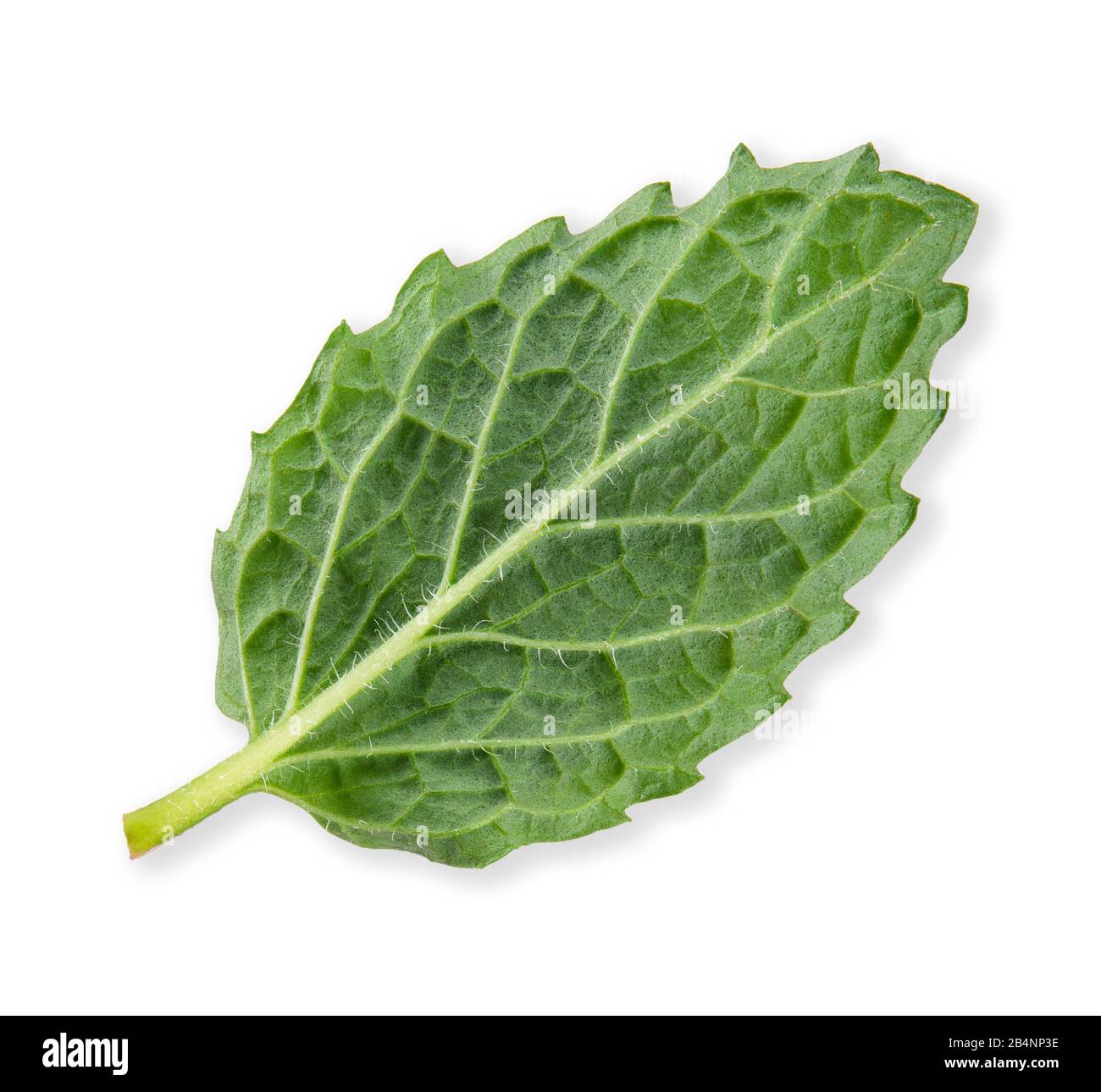 pepper mint isolated on white, mint clipping path all focus Stock Photo ...