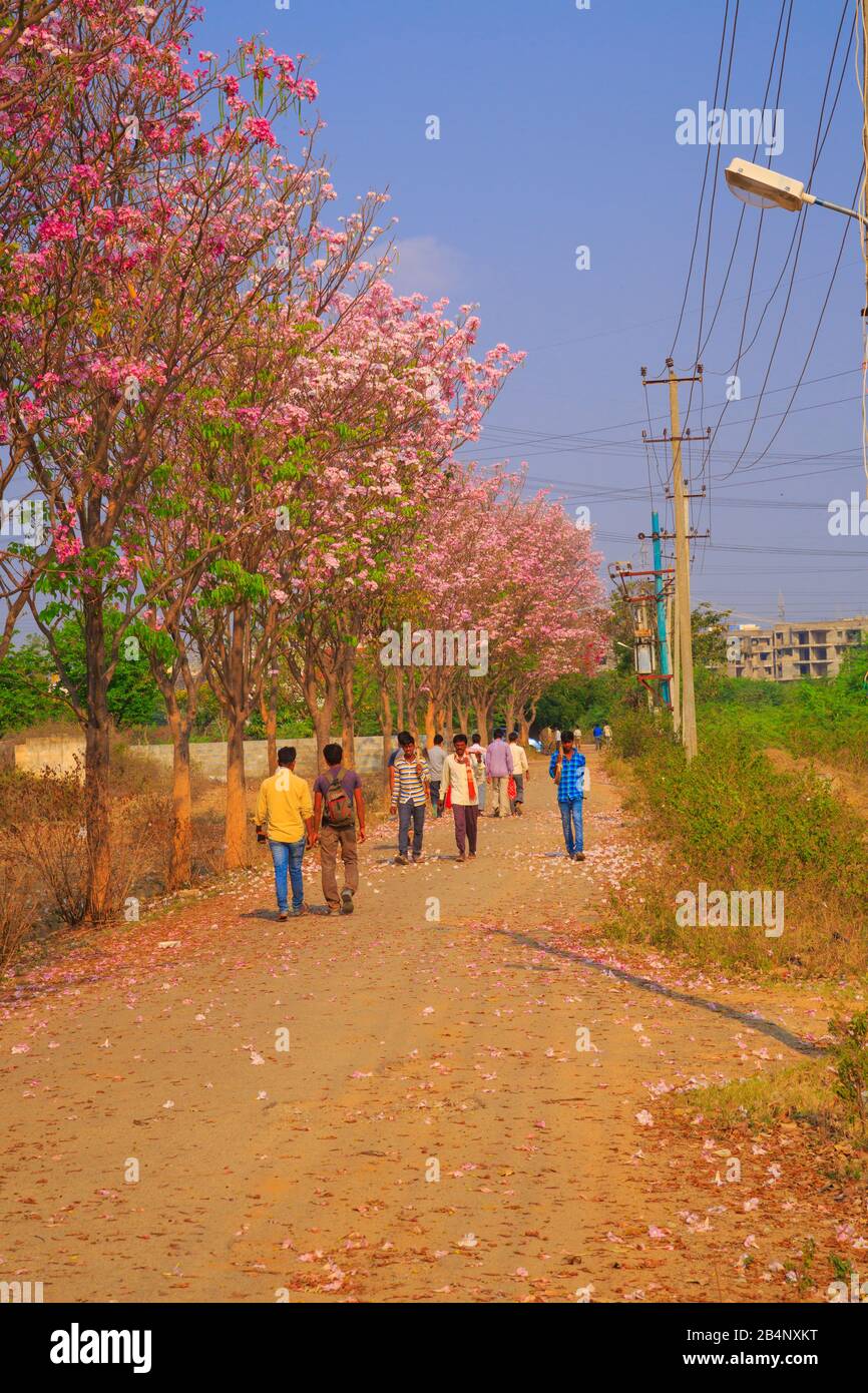 Trees with Pink Flowers at the outskirt of Bangalore City during Spring ...