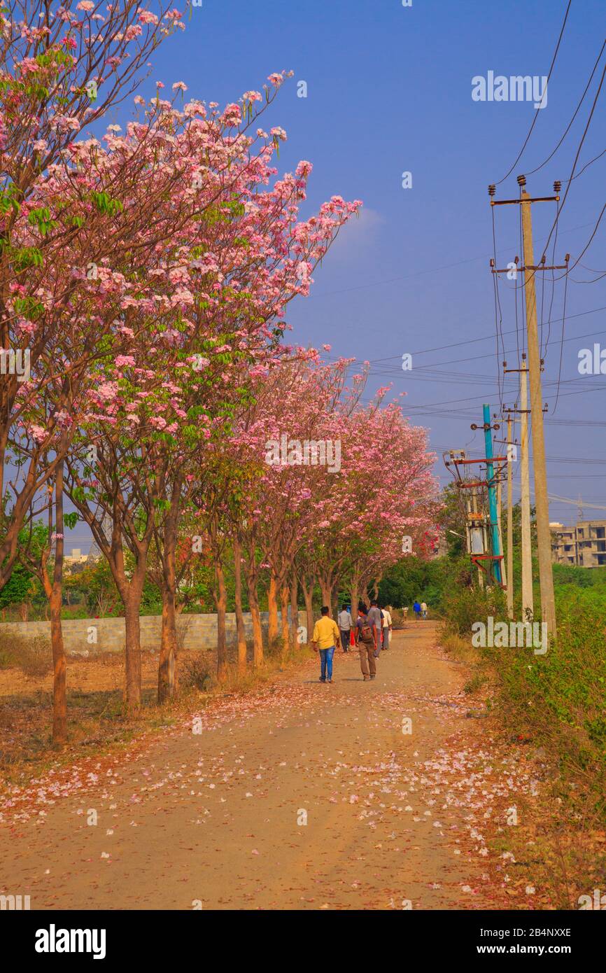 Pink Jacaranda Tree